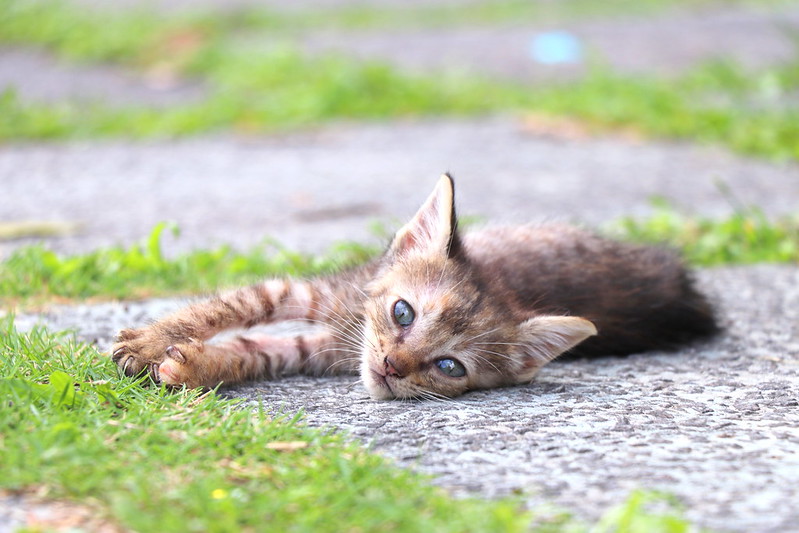 A Cat Person's Complete Guide On What to Do When You Find Stray Kittens ...