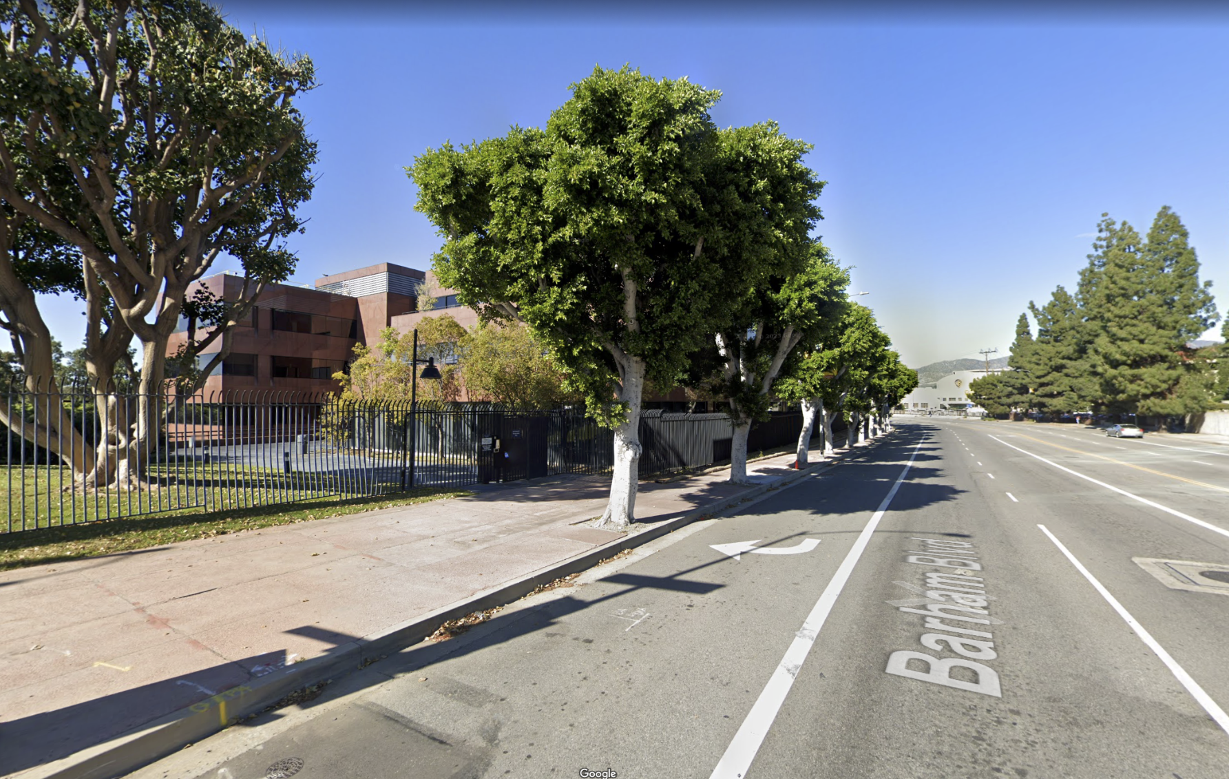 NBCUniversal Trimmed Ficus Trees Providing Shade for Striking ...