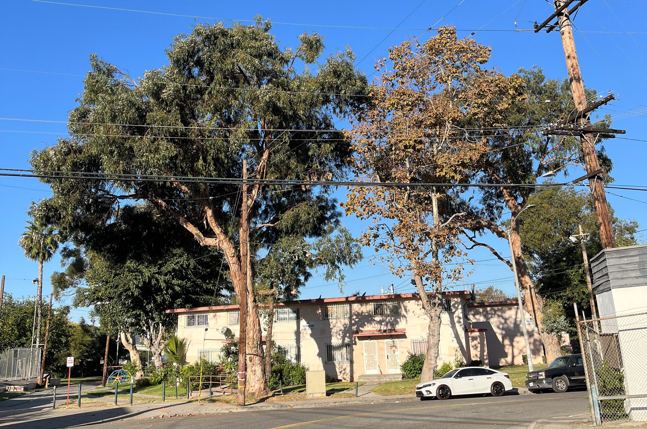 Ramona Gardens Projects Planted 250 Trees to Offset the 10 Freeway's ...