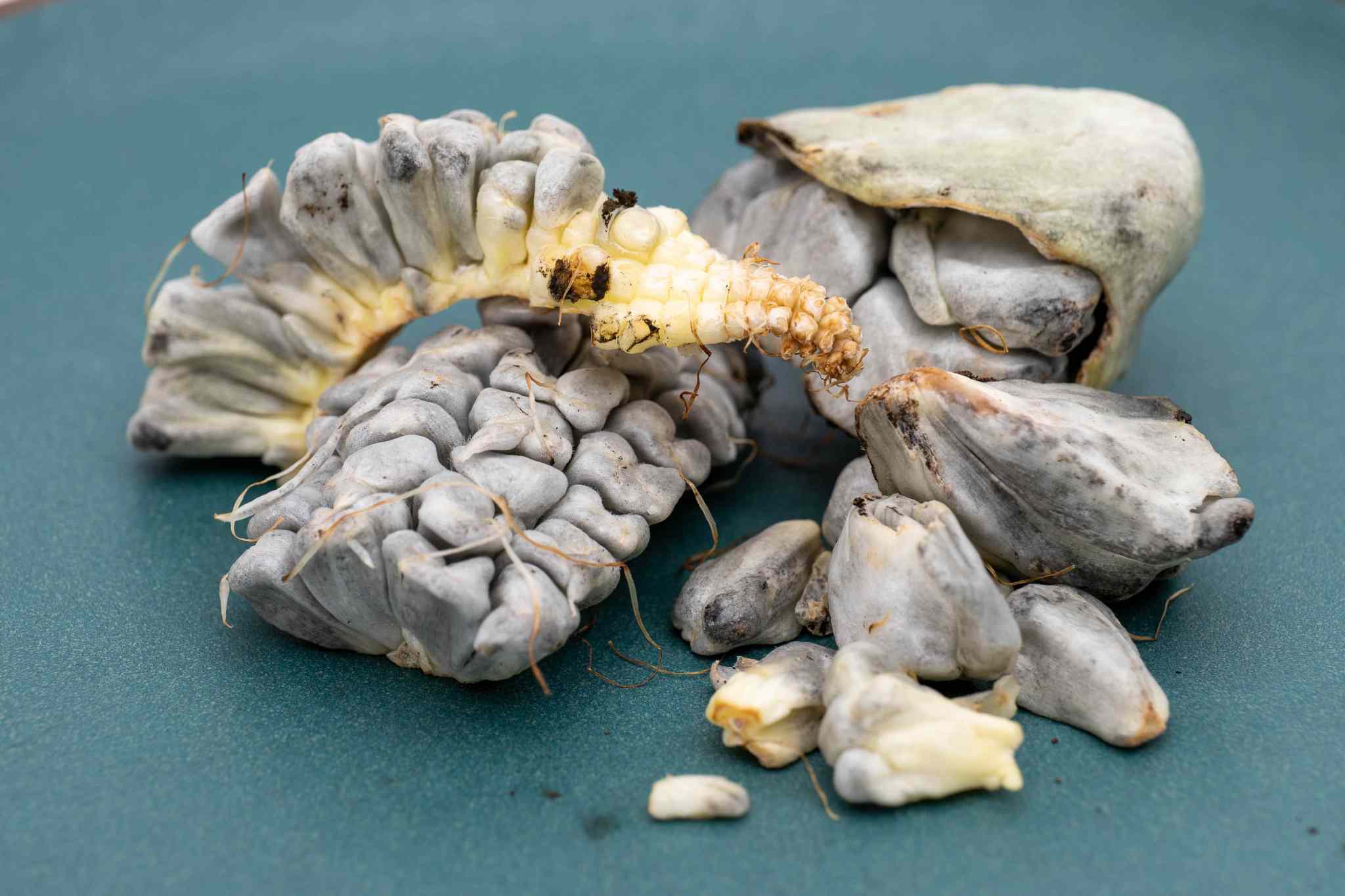 You Can Now Buy Fresh Huitlacoche, Mexico's Prized Corn Fungal Delicacy ...