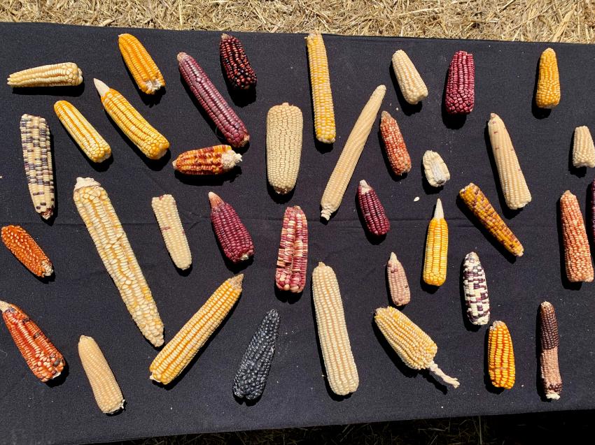 What to Know About Mexico's Bold Move to Ban Growing GMO Corn (Yet ...