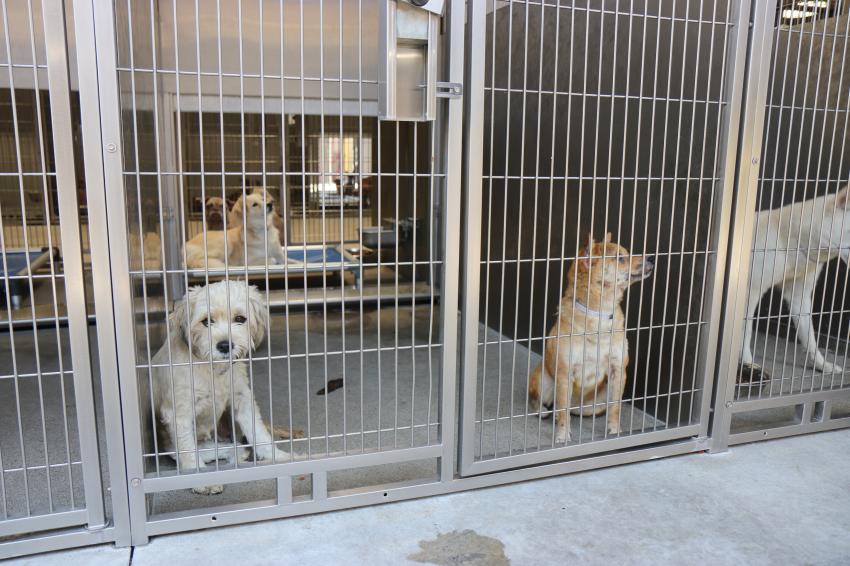 Pets Left Behind Due to L.A.'s ICE Raids Are Urgently In Need of New ...