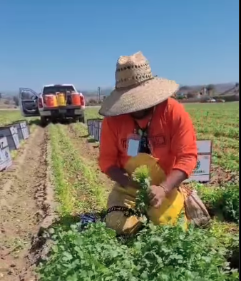 Everything We Know About the Possible California Farm Workers Strike ...