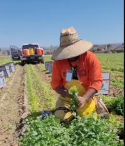 Everything We Know About the Possible California Farm Workers Strike ...