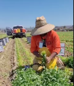 Everything We Know About the Possible California Farm Workers Strike ...
