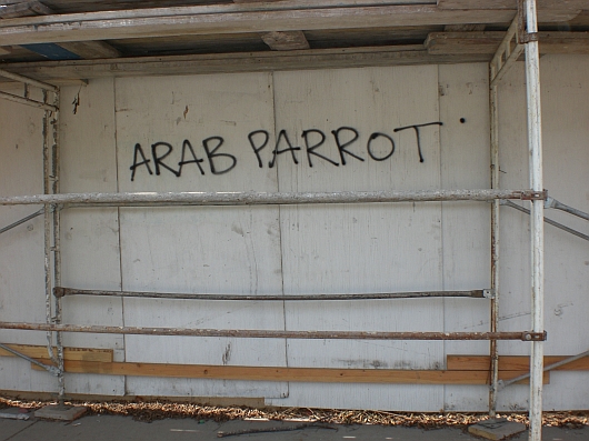 Interview With the Arab Parrot ~ L.A. TACO