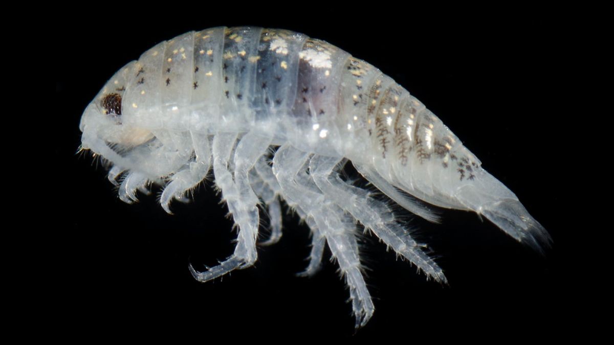 Headlines: Tiny Seabug 'Mini-Sharks' Are Swarming and Biting Beach ...