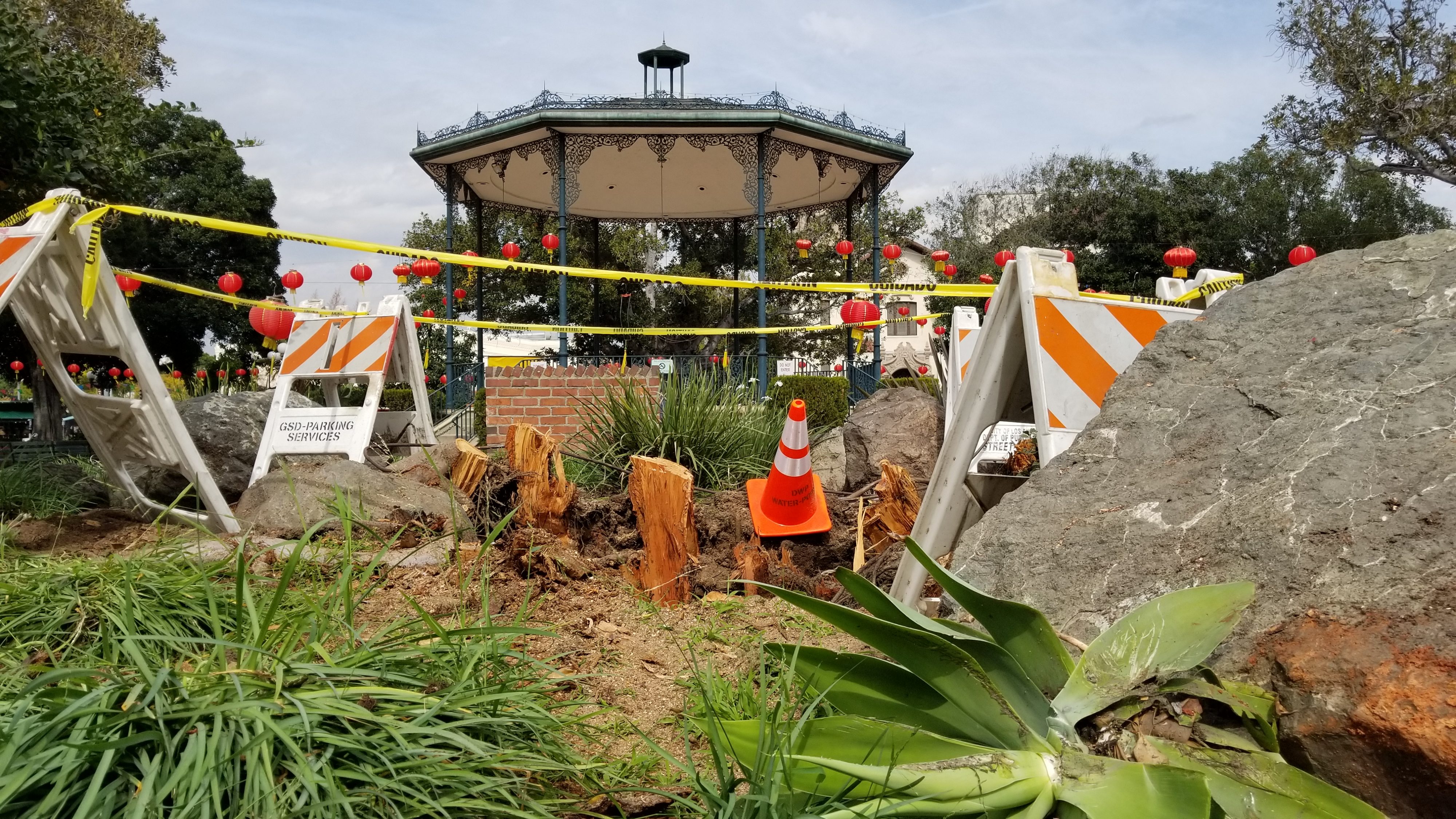 Piece of History: A Massive 144-Year-Old Tree Fell In the Heart of Los ...