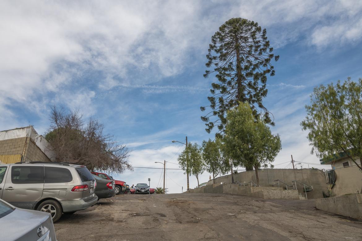 How El Pino From 'Blood In, Blood Out' Became East L.A.’s Own Tree of ...