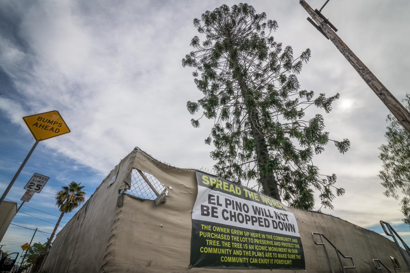 How El Pino From 'Blood In, Blood Out' Became East L.A.’s Own Tree of ...
