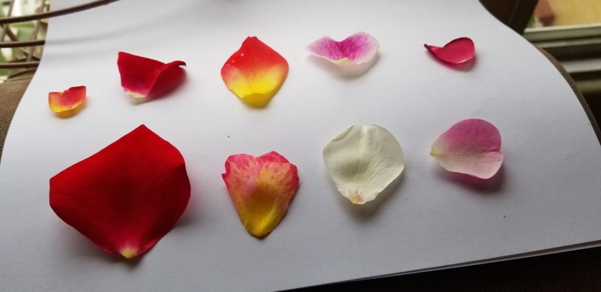 Cannabis City: How to Roll a Rose Blunt ~ L.A. TACO