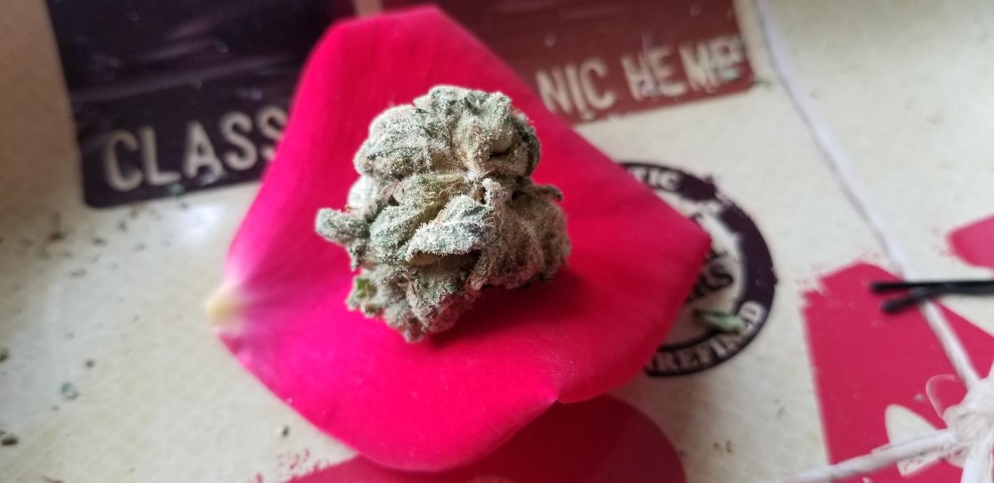 Cannabis City: How to Roll a Rose Blunt ~ L.A. TACO